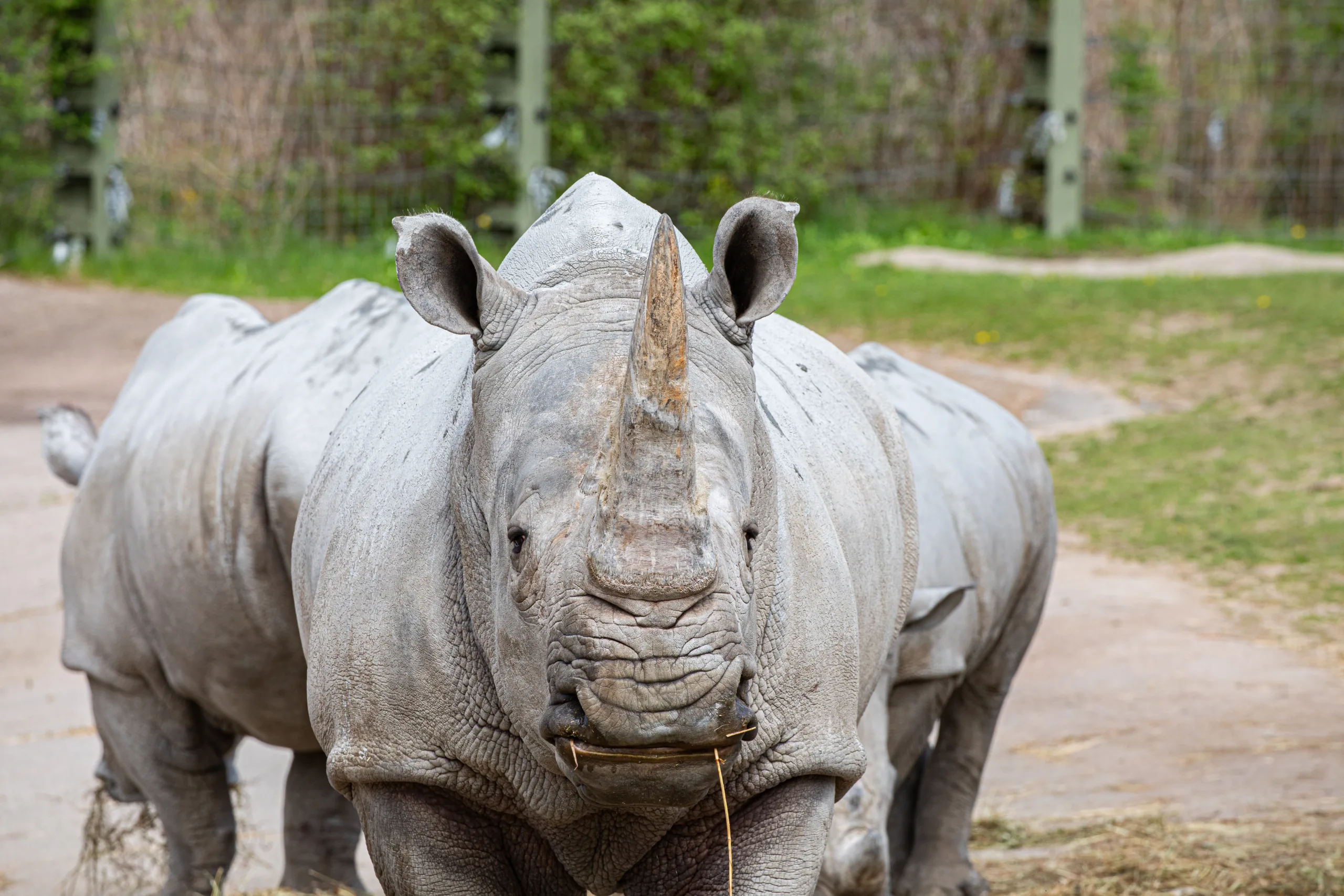Indoor African Savanna – Project Page - Toronto Zoo Wildlife Conservancy